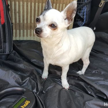 Dogs & Pets | City of Holdfast Bay